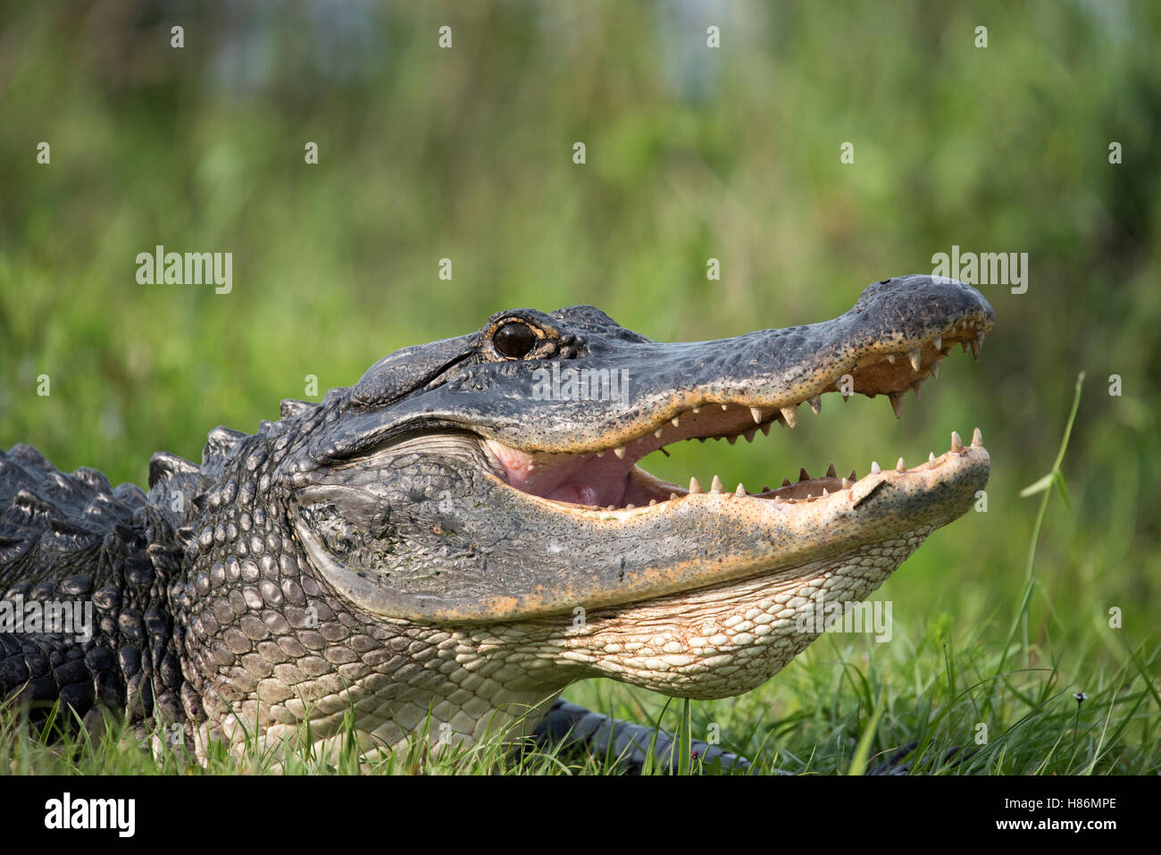 American Alligator (Alligator mississippiensis) thermoregulating ...
