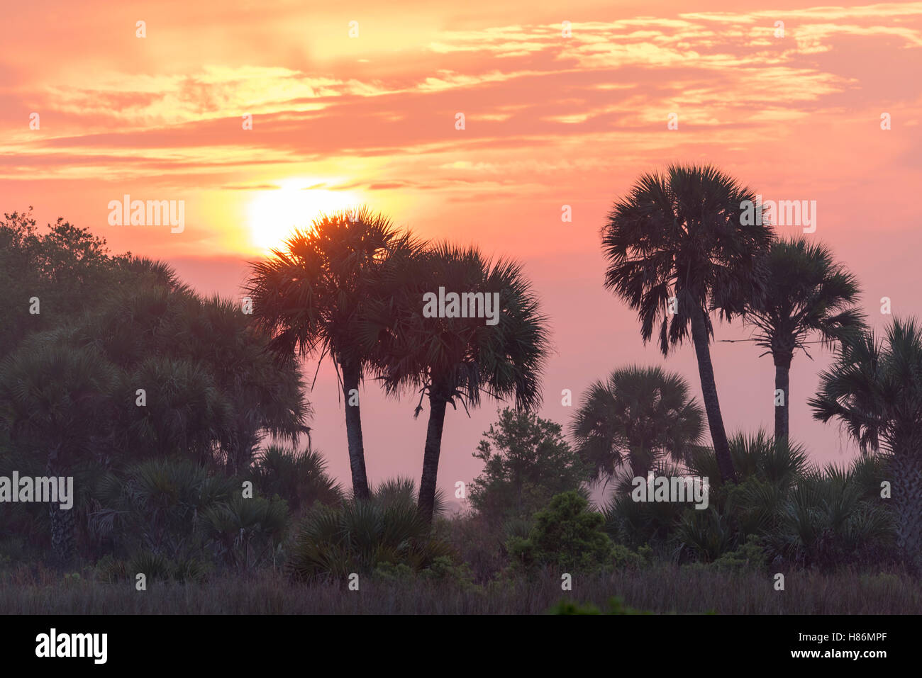 Cabbage Palm (Sabal palmetto) trees at sunrise, Kissimmee Prairie ...