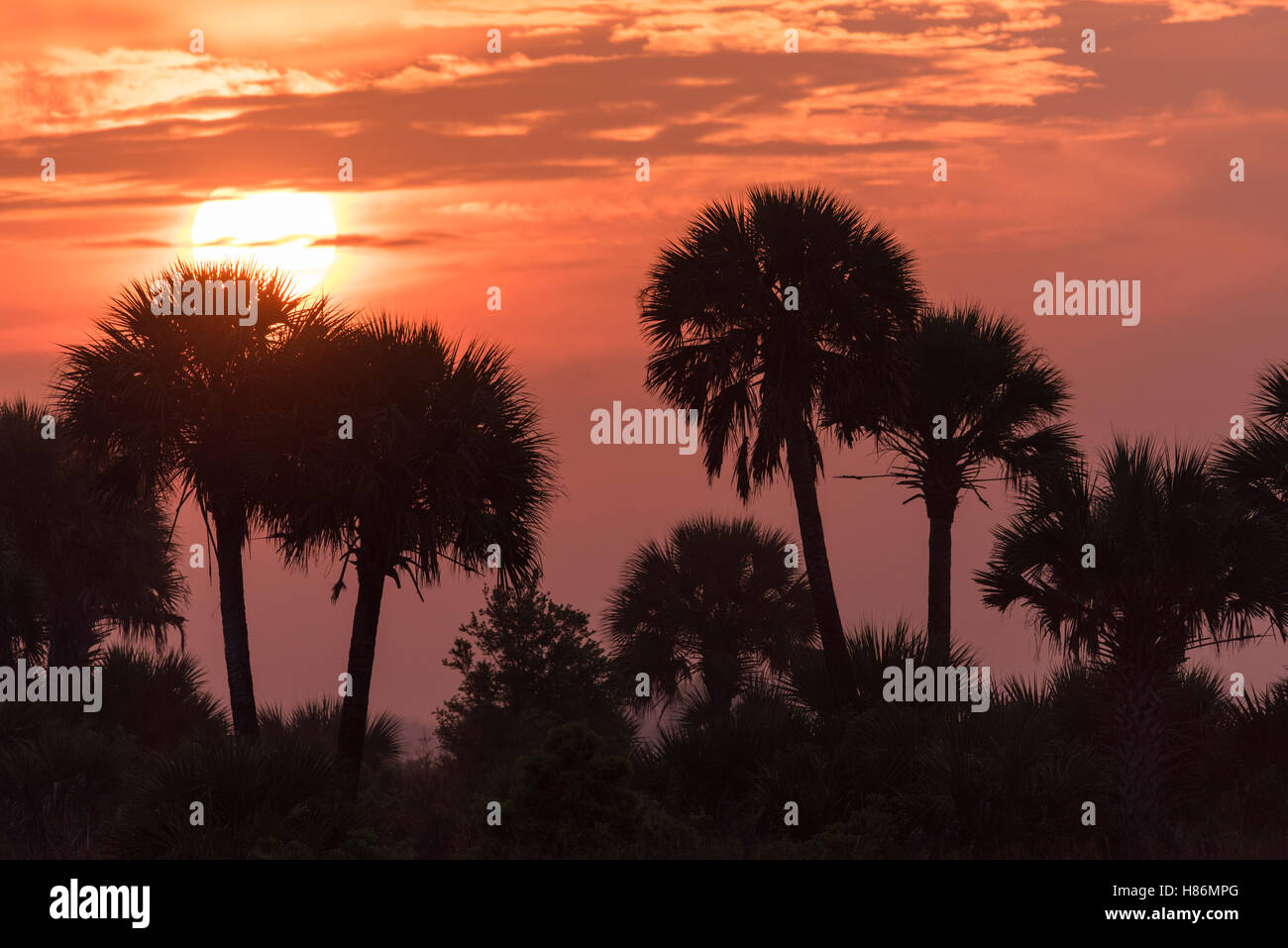 Cabbage Palm (Sabal palmetto) trees at sunrise, Kissimmee Prairie ...