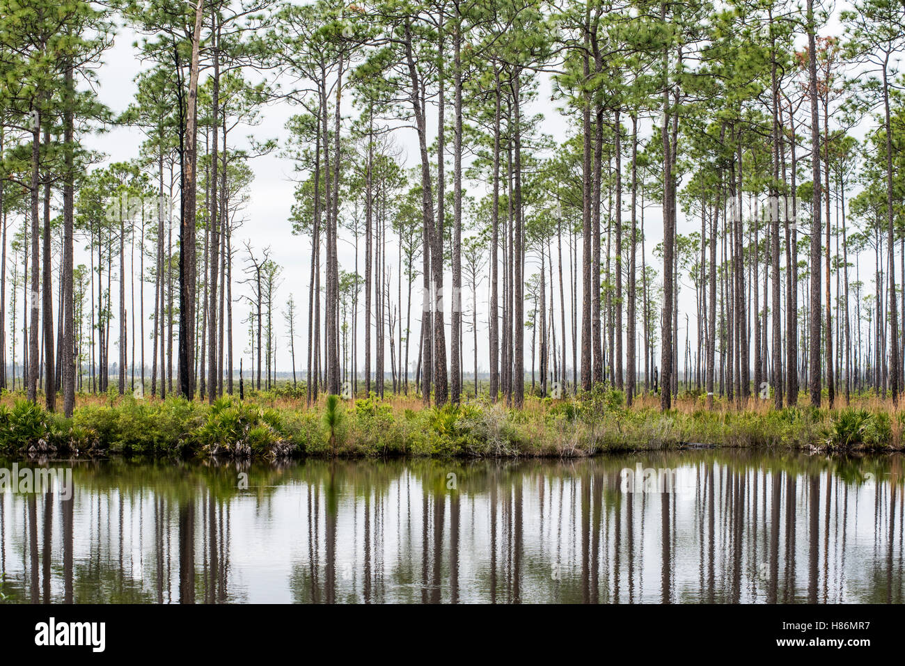 Longleaf Pine (Pinus palustris) forest, Okefenokee National Wildlife ...