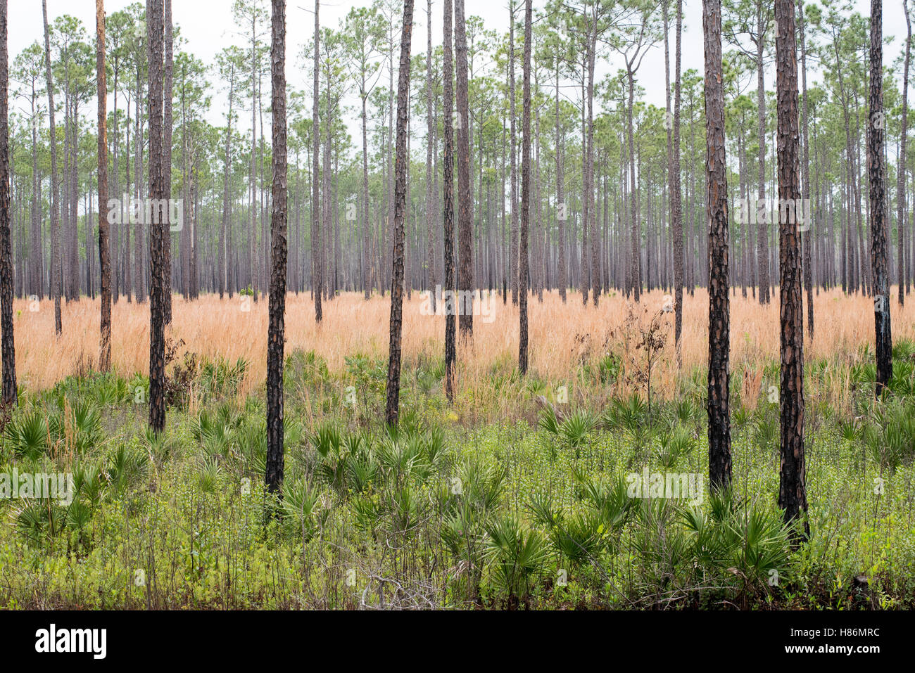 Longleaf Pine (Pinus palustris) forest, Okefenokee National Wildlife ...
