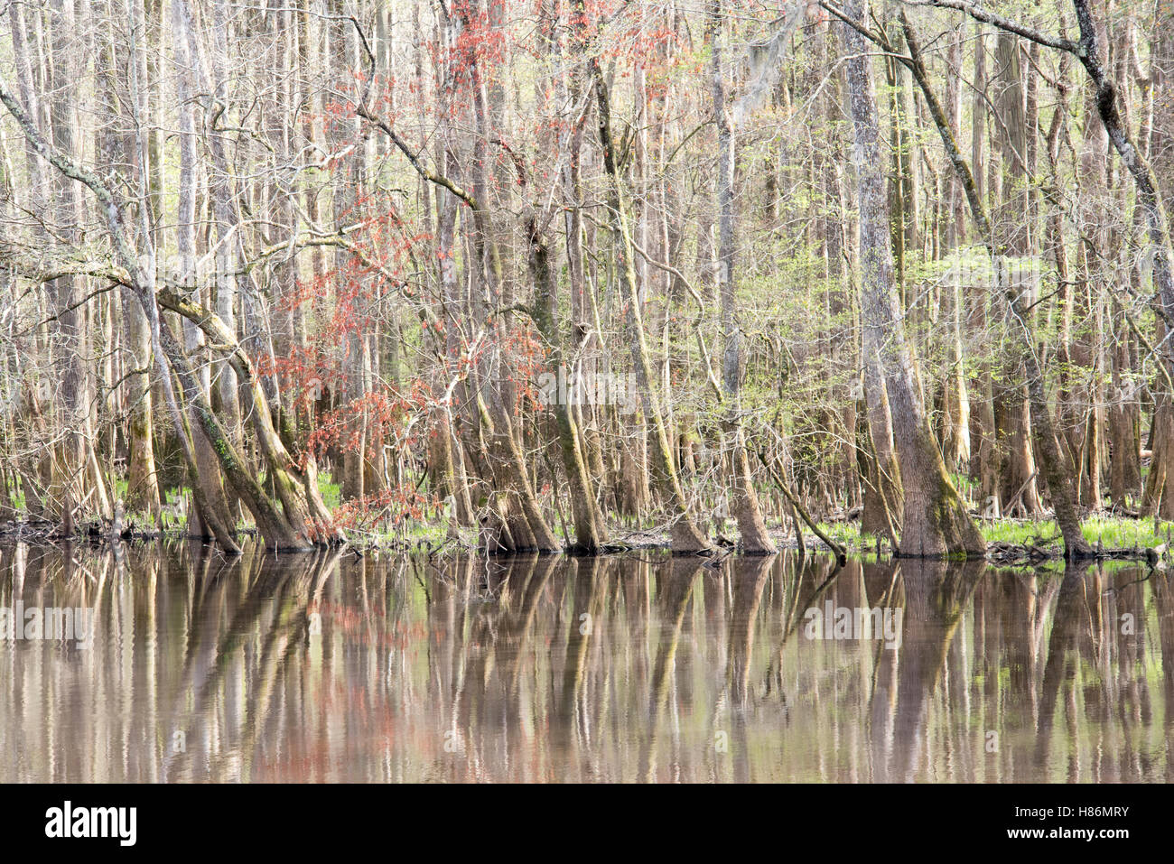 Trees in swamp, Congaree National Park, South Carolina Stock Photo - Alamy