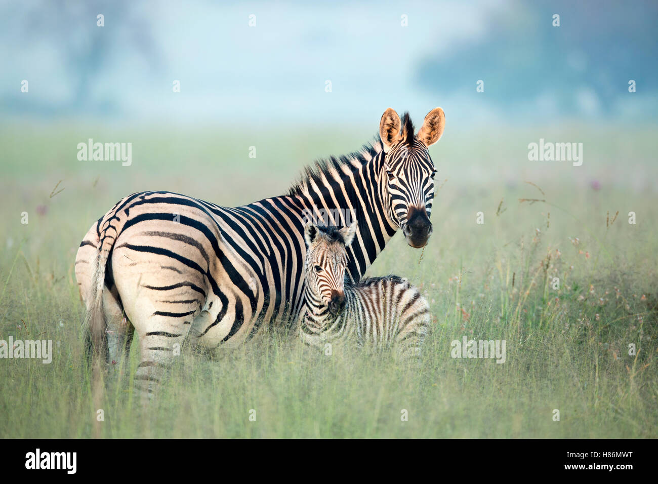 Burchell's Zebra (Equus burchellii) mother and foal in tall grass ...