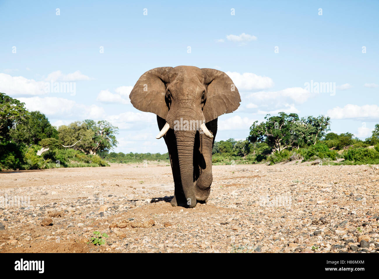 African Elephant (Loxodonta africana) bull, Shingwedzi River, Kruger ...