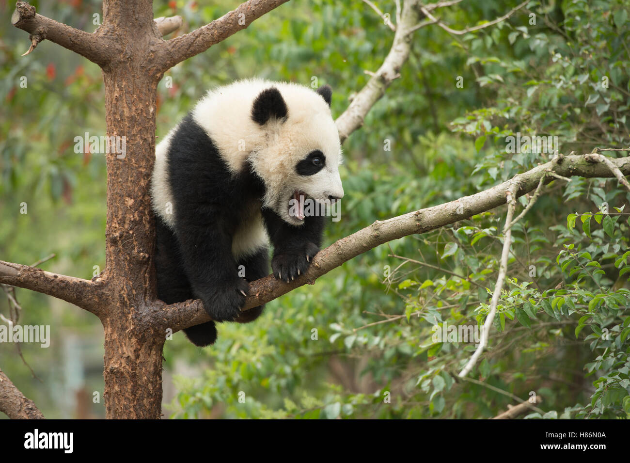 Giant Panda (Ailuropoda melanoleuca) eight month old cub yawning ...