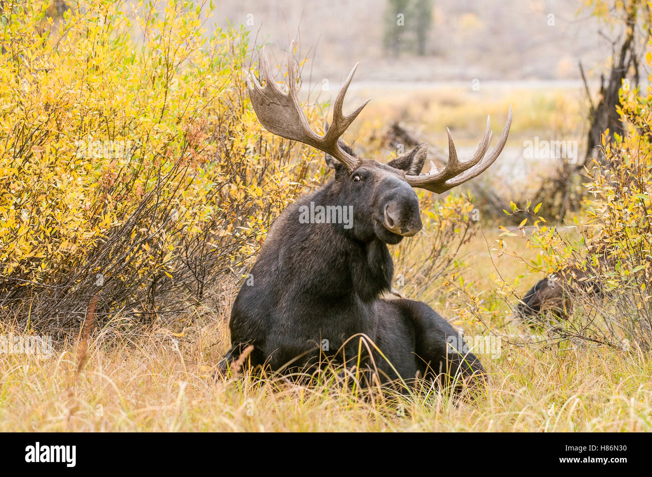 Moose (Alces alces shirasi) bull showing annoyance, Grand Teton ...