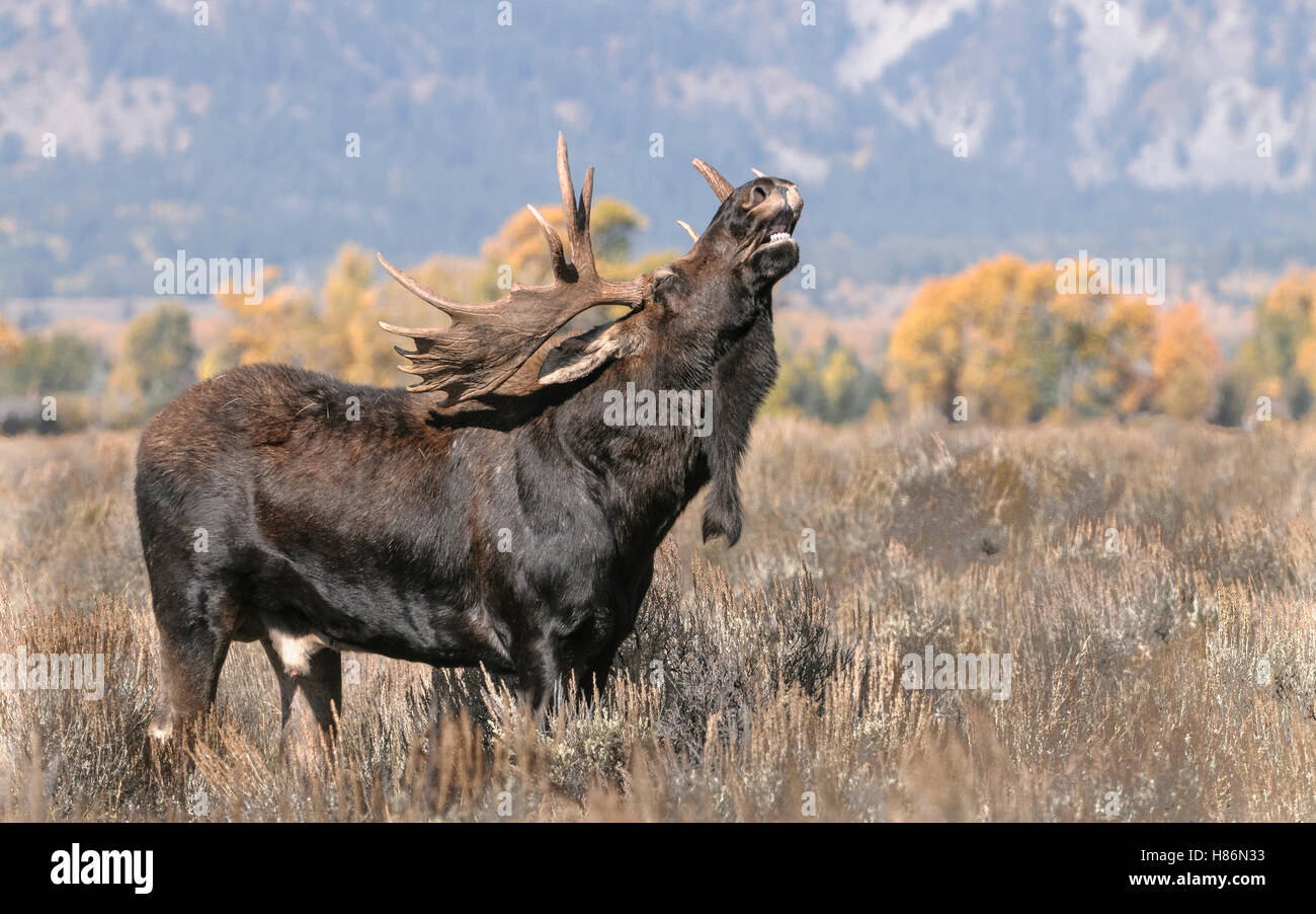 Moose (Alces alces shirasi) bull flehming, Grand Teton National Park ...