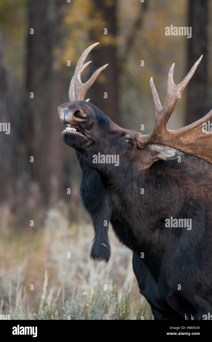Moose (Alces alces shirasi) bull flehming, Grand Teton National Park ...