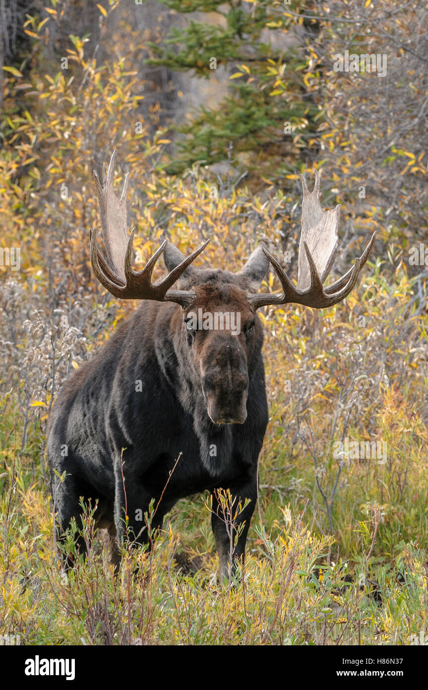 Moose (Alces alces shirasi) bull, Grand Teton National Park, Wyoming ...
