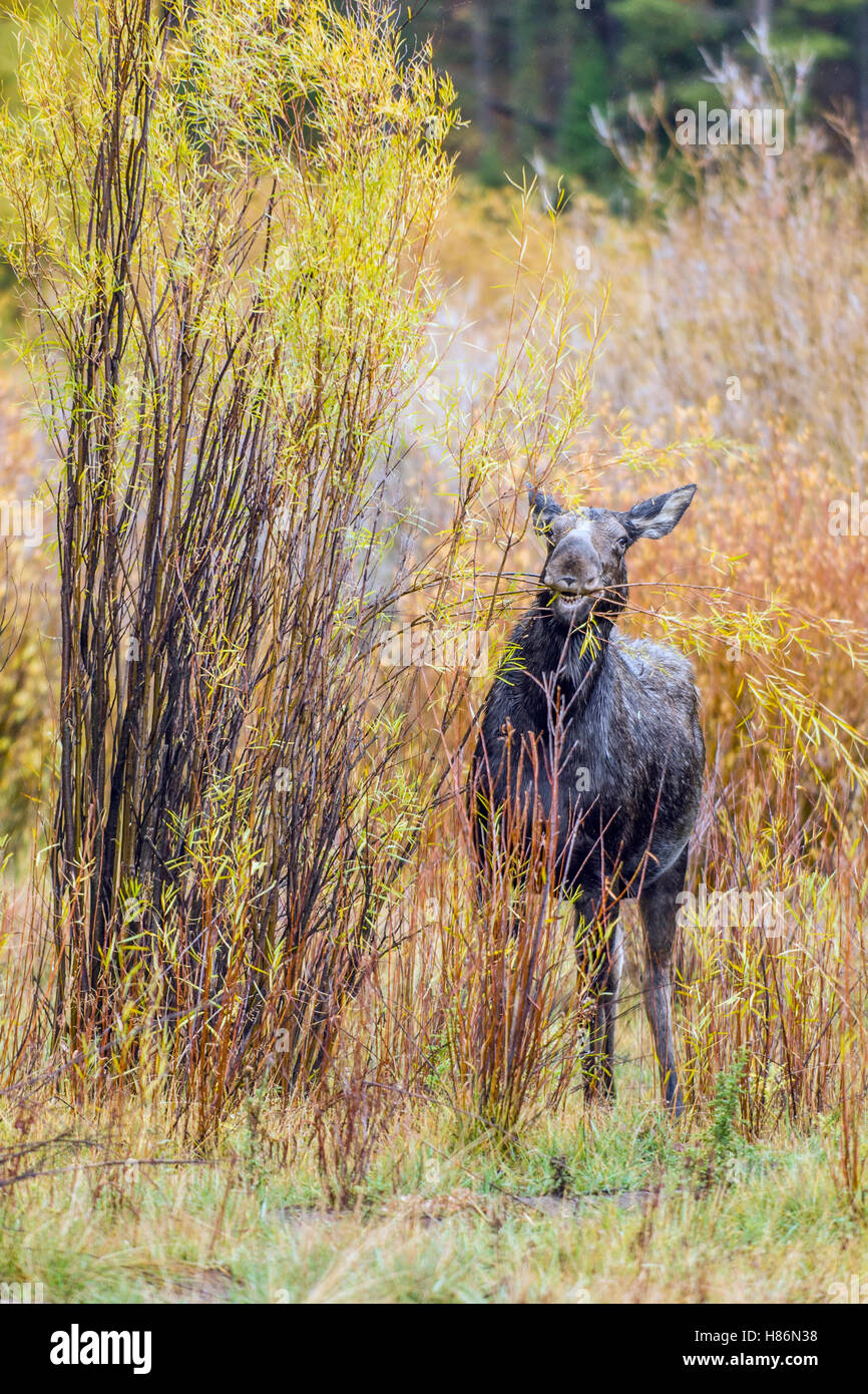 Moose (Alces alces shirasi) feeding on Willow (Salix sp), Grand Teton ...