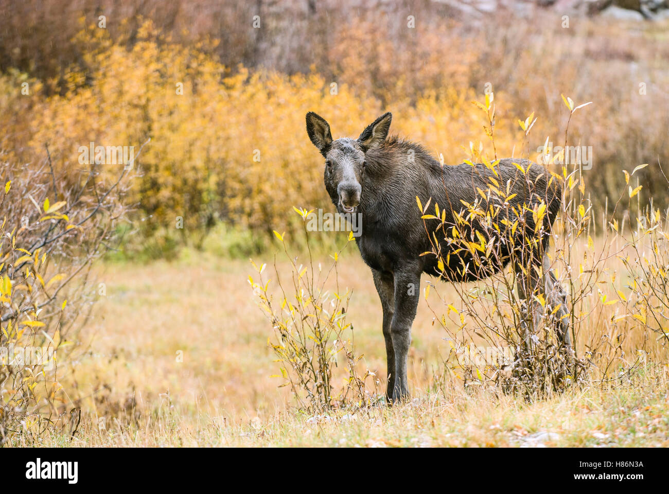 Moose (Alces alces shirasi) calf, Grand Teton National Park, Wyoming ...