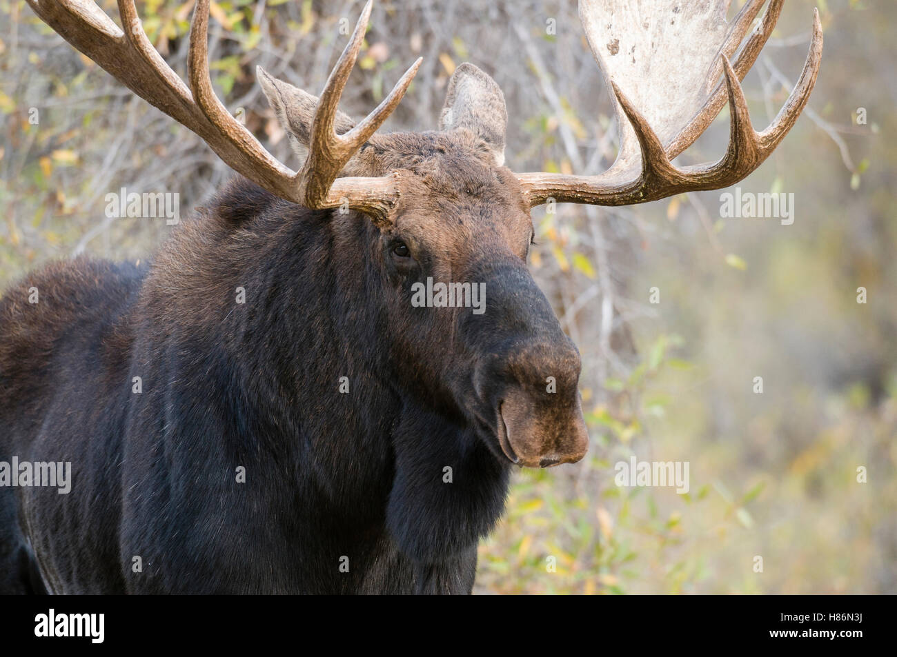 Moose (Alces alces shirasi) bull, Grand Teton National Park, Wyoming ...