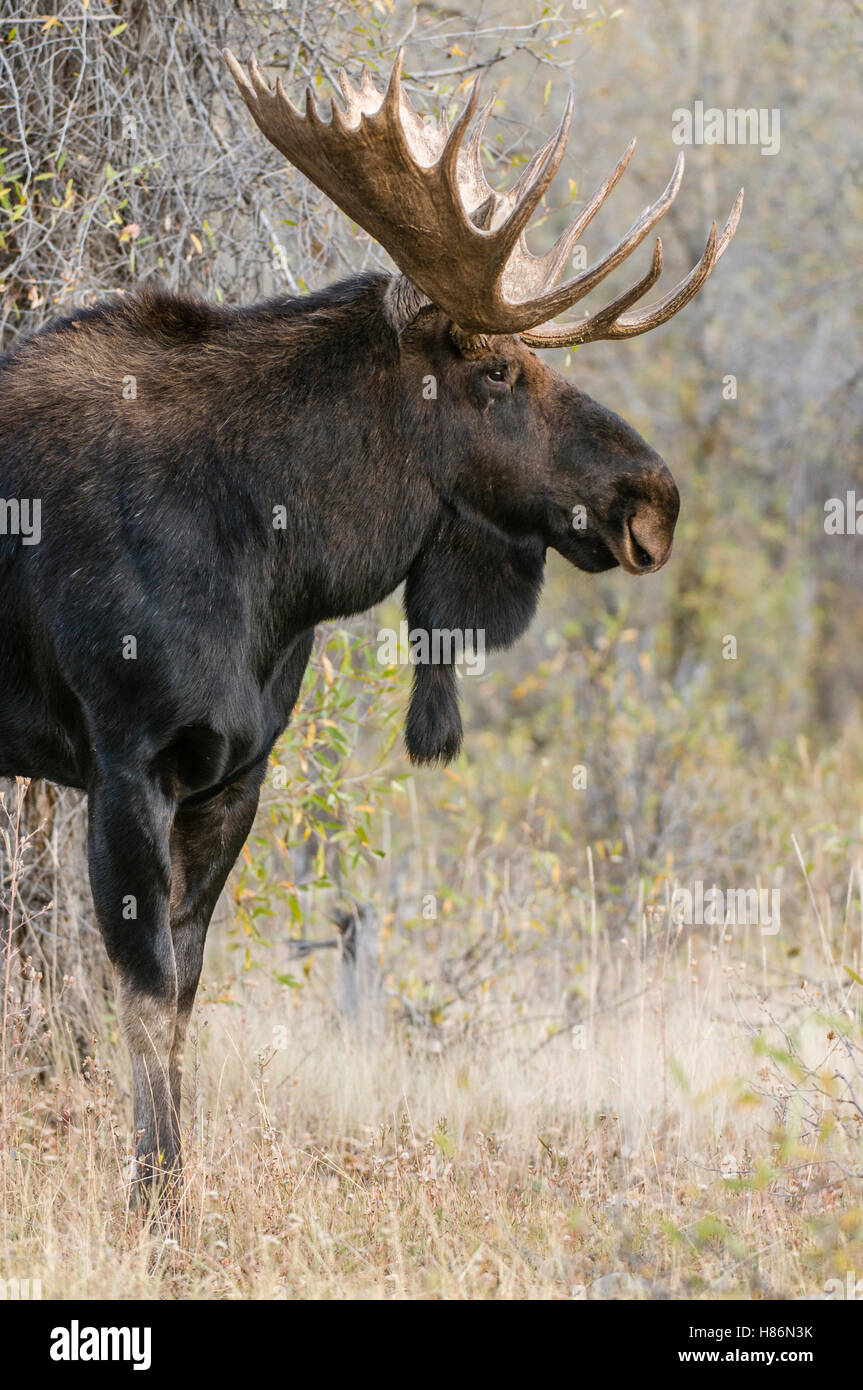 Moose (Alces alces shirasi) bull, Grand Teton National Park, Wyoming ...