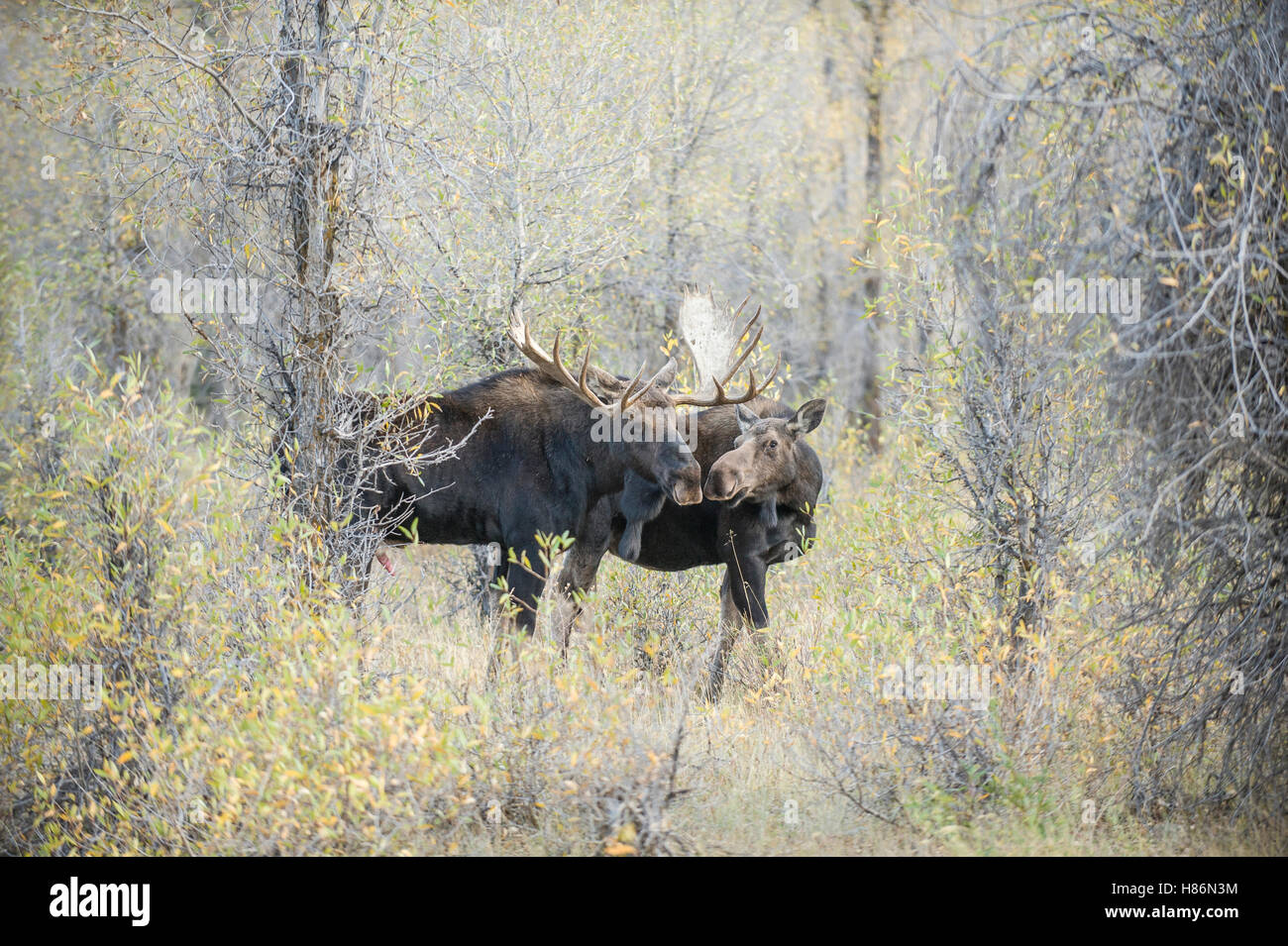 Moose (Alces alces shirasi) male and female courting during rut, Grand ...