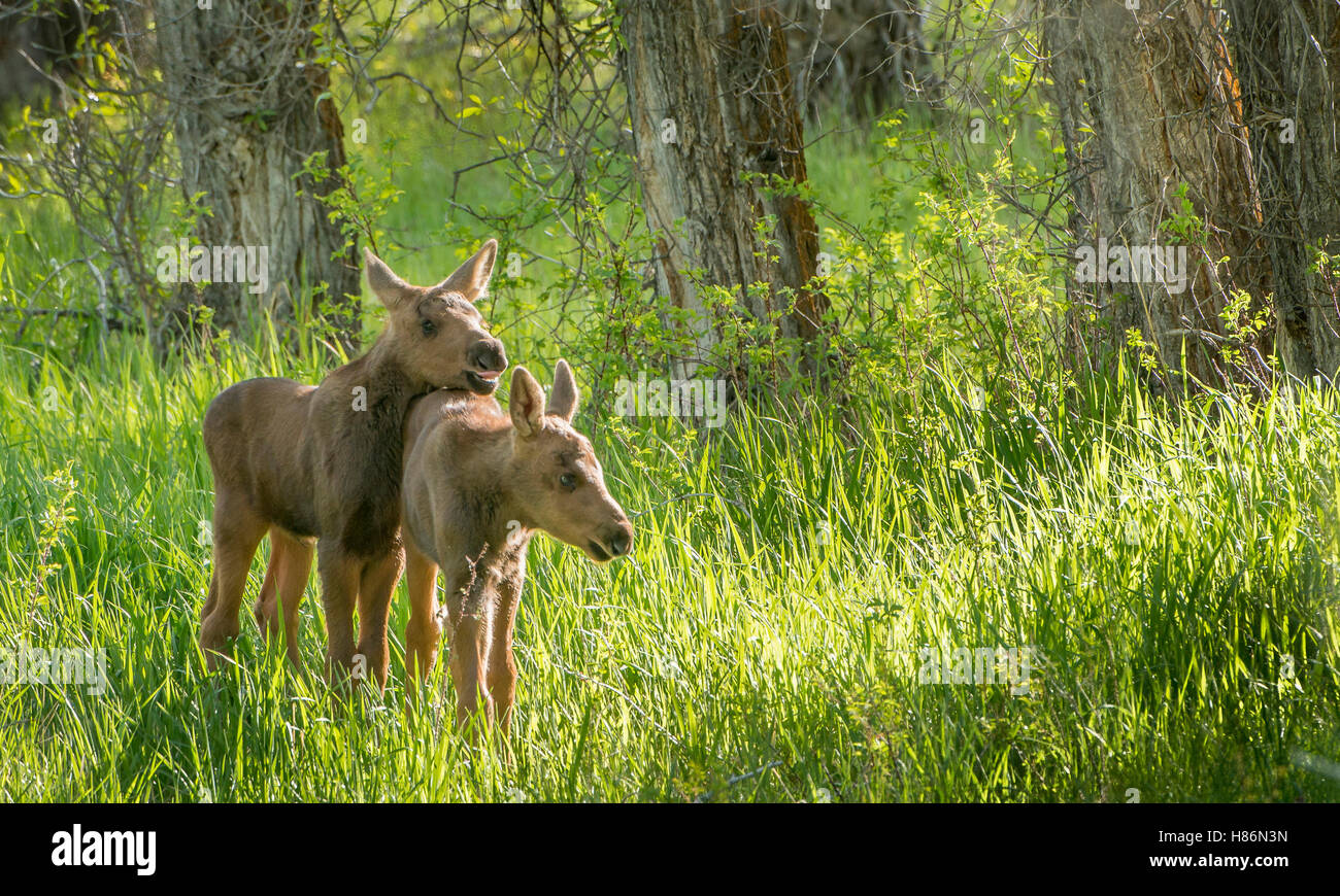 Moose (Alces alces shirasi) calves, Grand Teton National Park, Wyoming ...