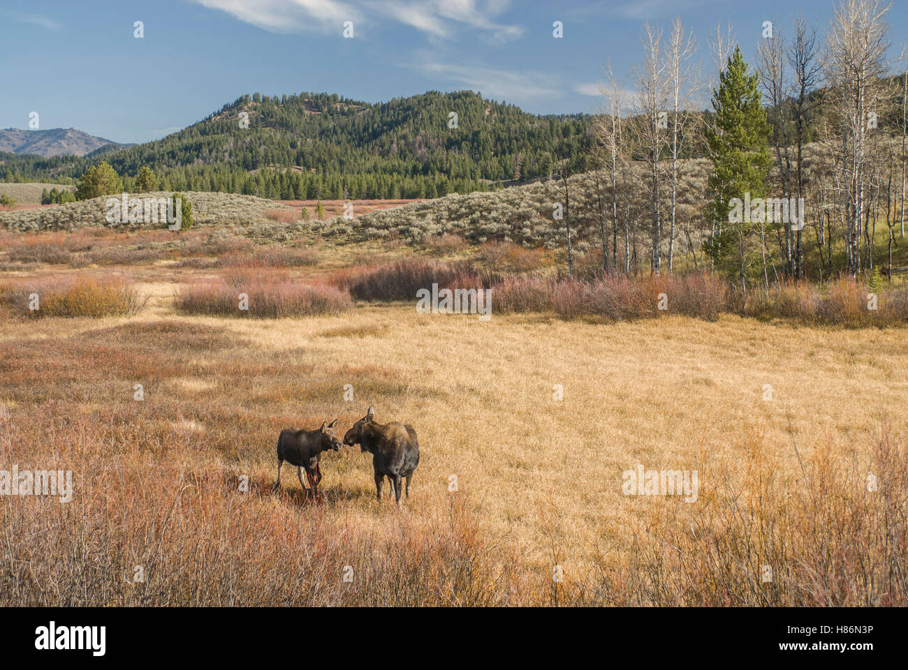 Moose (Alces alces shirasi) mother and calf, Grand Teton National Park ...