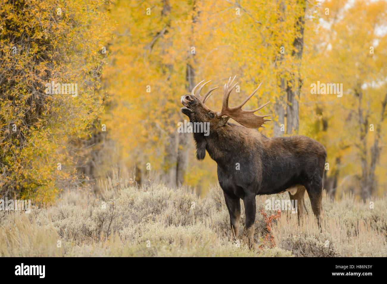 Moose (Alces alces shirasi) bull flehming, Grand Teton National Park ...
