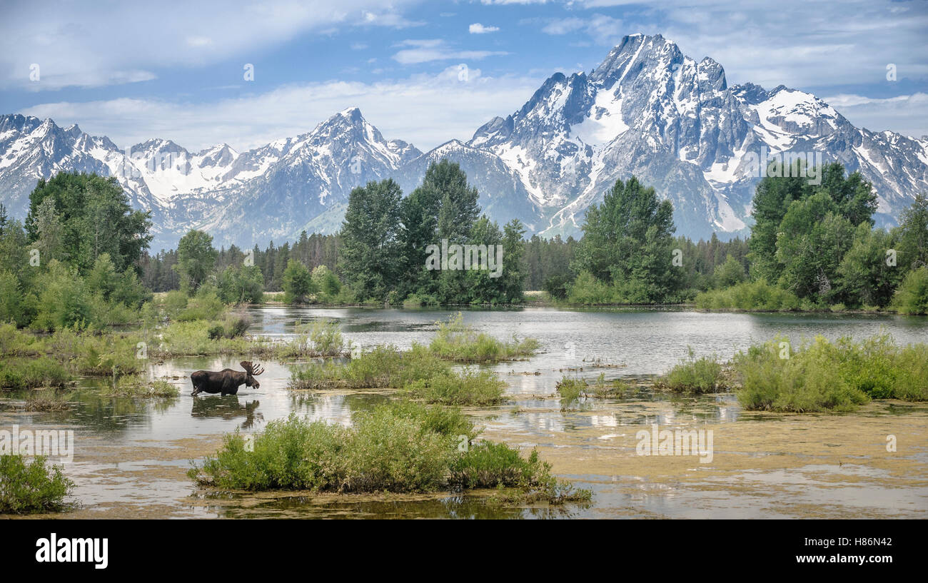 Moose (Alces alces shirasi) bull crossing pond, Grand Teton National ...