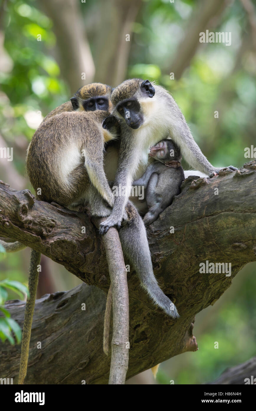 Green Monkey (Chlorocebus sabaeus) group sleeping in tree with young ...