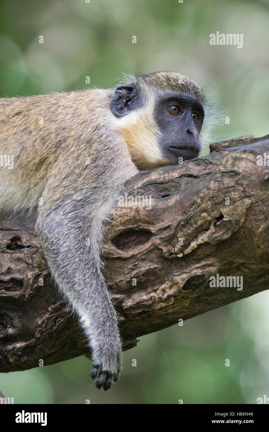 Green Monkey (Chlorocebus sabaeus) in tree, Bijilo Forest Park, Gambia ...