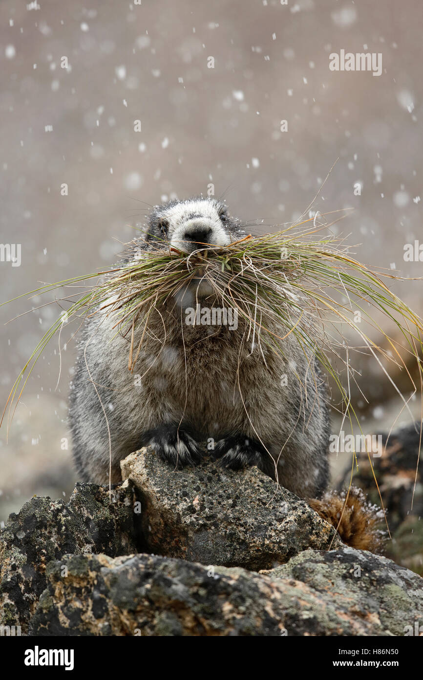 Hoary Marmot (Marmota caligata) carrying grasses during snowfall ...