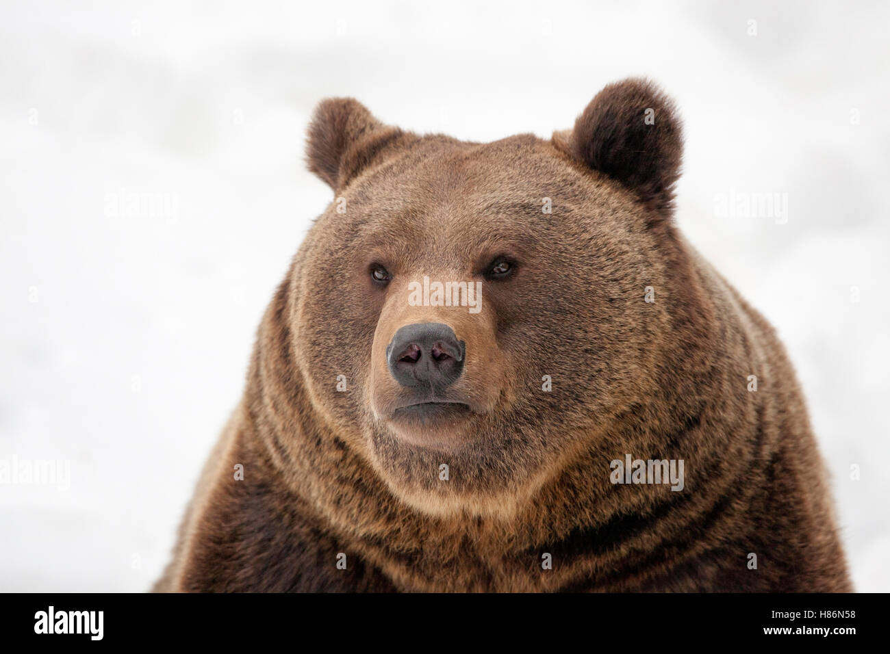 Brown Bear (Ursus arctos), Bavarian Forest National Park, Bavaria ...