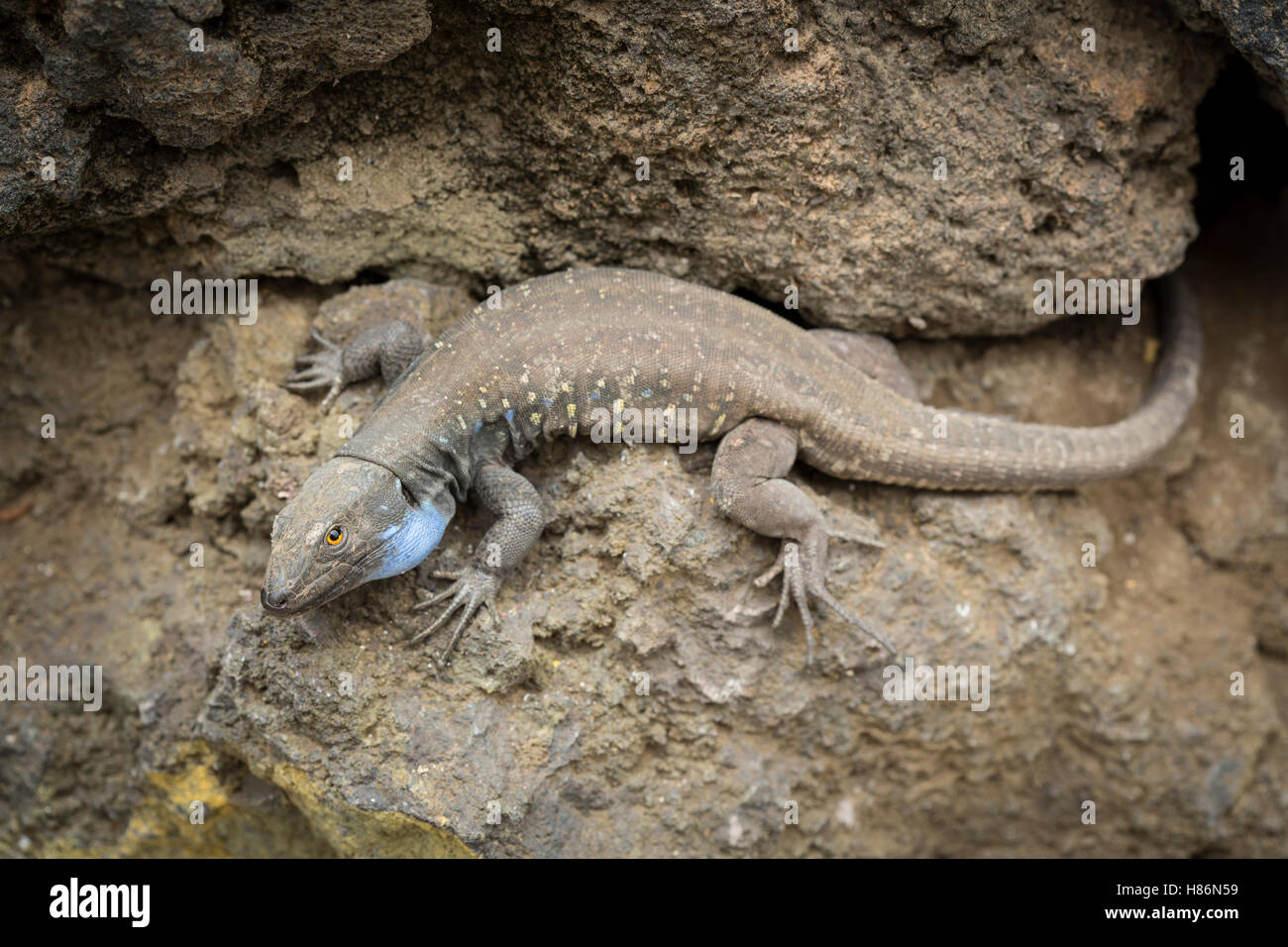 Gallot's Lizard (Gallotia galloti) male, Tenerife, Spain Stock Photo ...