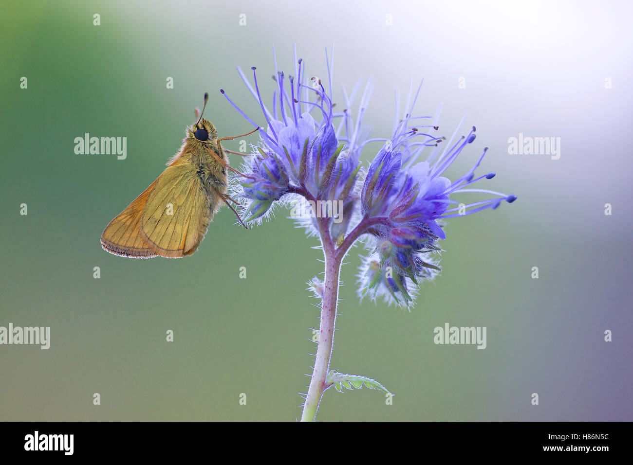 European Skipper (Thymelicus lineola) butterfly, Friesland, Netherlands ...