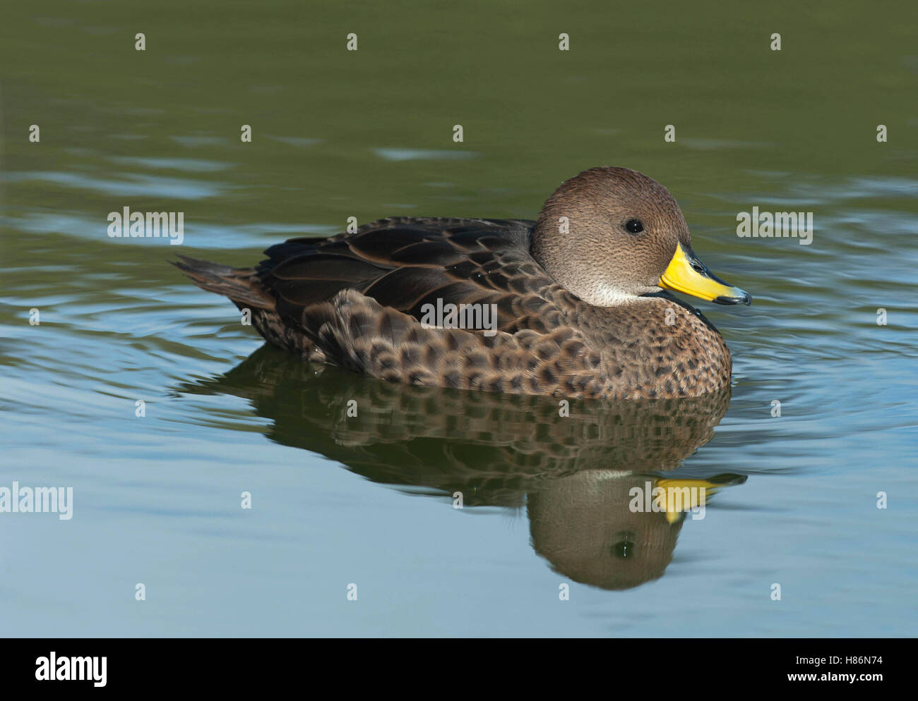 Yellow-billed Pintail (Anas georgica) on water, United Kingdom Stock ...