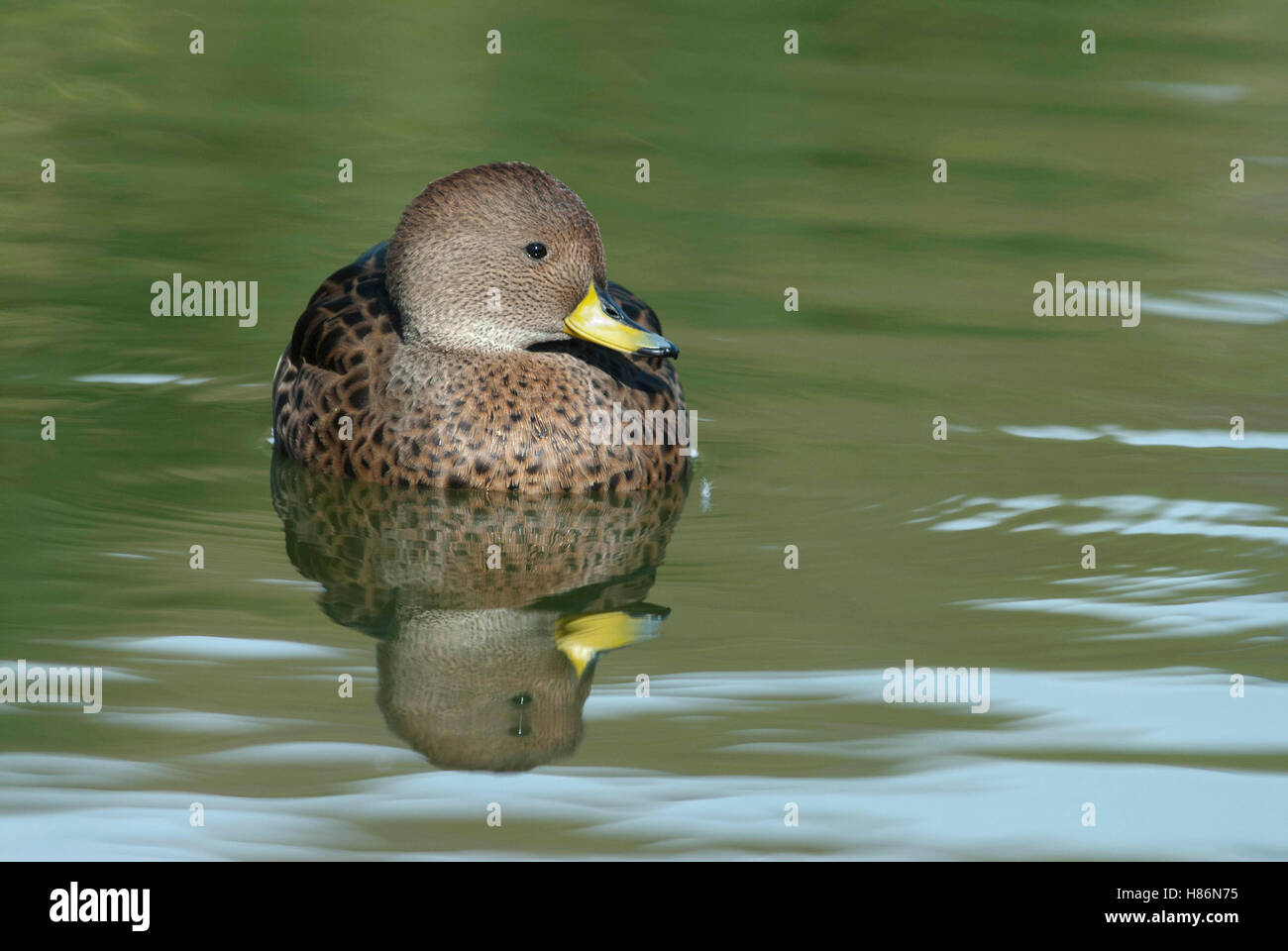 Yellow-billed Pintail (Anas georgica) on water, United Kingdom Stock ...
