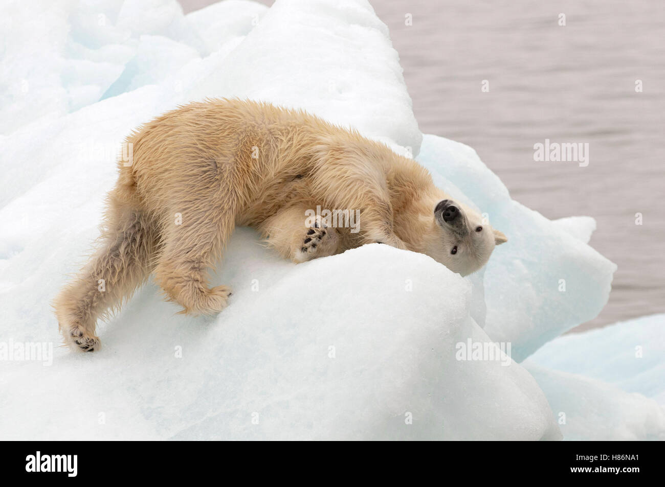 Polar Bear (Ursus maritimus) rolling on ice, Svalbard, Norway Stock ...