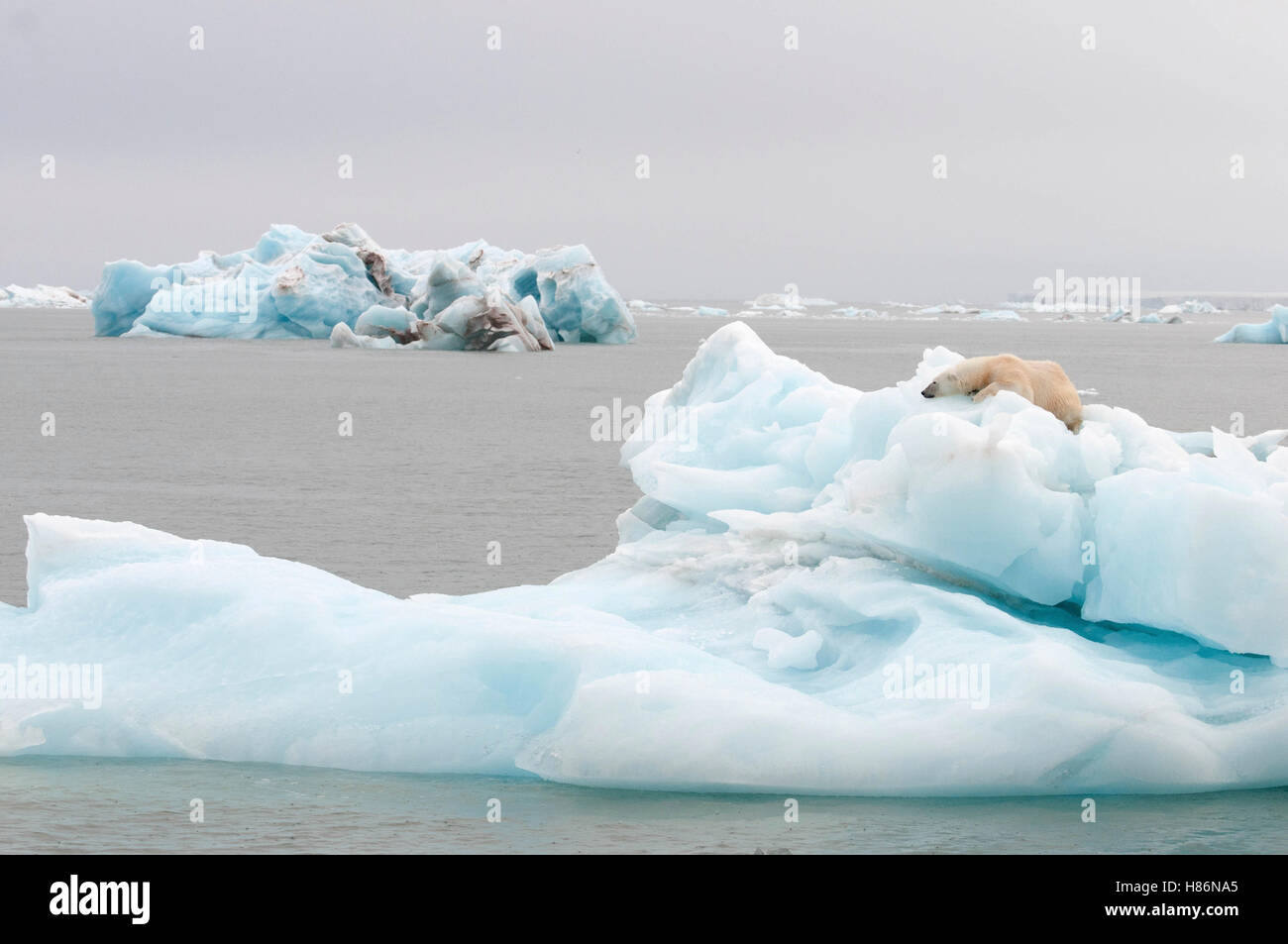 Polar Bear (Ursus maritimus) on iceberg, Svalbard, Norway Stock Photo ...