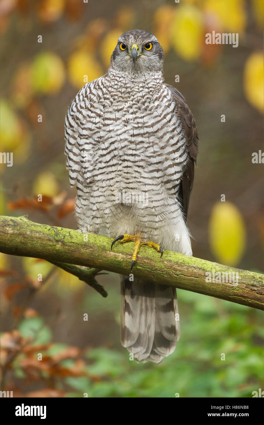 Northern Goshawk (Accipiter gentilis), Netherlands Stock Photo - Alamy