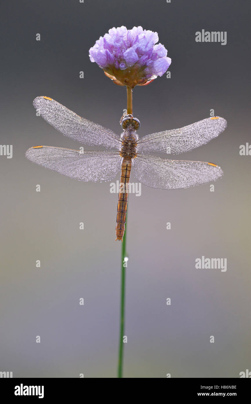 Southern Skimmer (Orthetrum brunneum) female, Bulgaria Stock Photo - Alamy