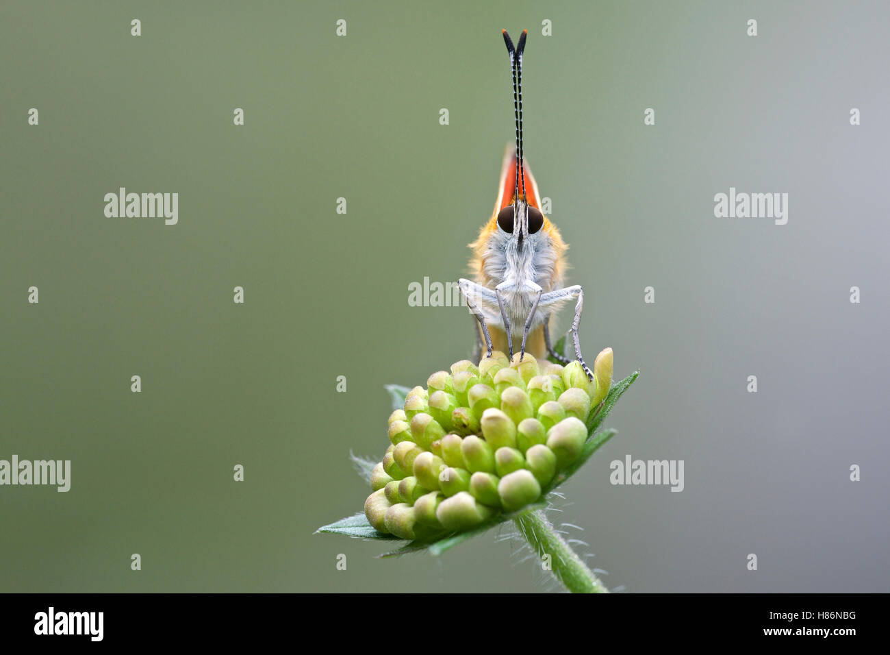 Scarce Copper (Lycaena virgaureae) butterfly, Bulgaria Stock Photo - Alamy