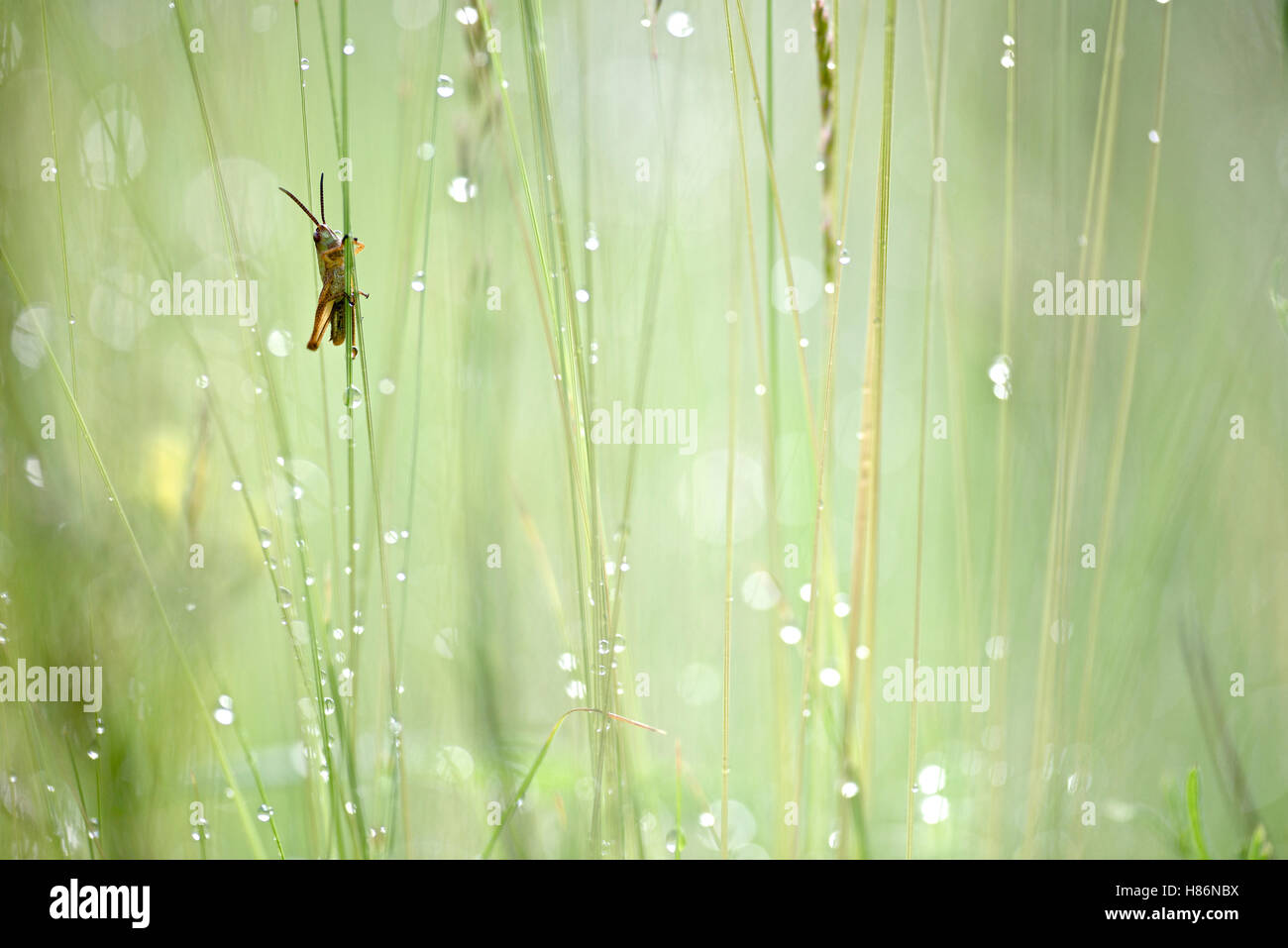 Grasshopper in field, Bulgaria Stock Photo - Alamy