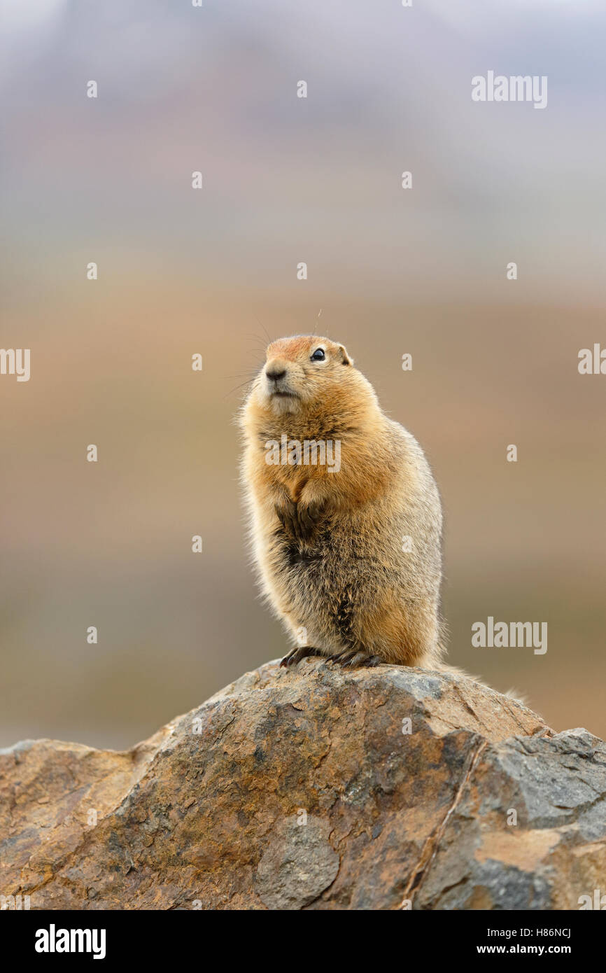 Arctic Ground Squirrel (Spermophilus parryii), Denali National Park ...