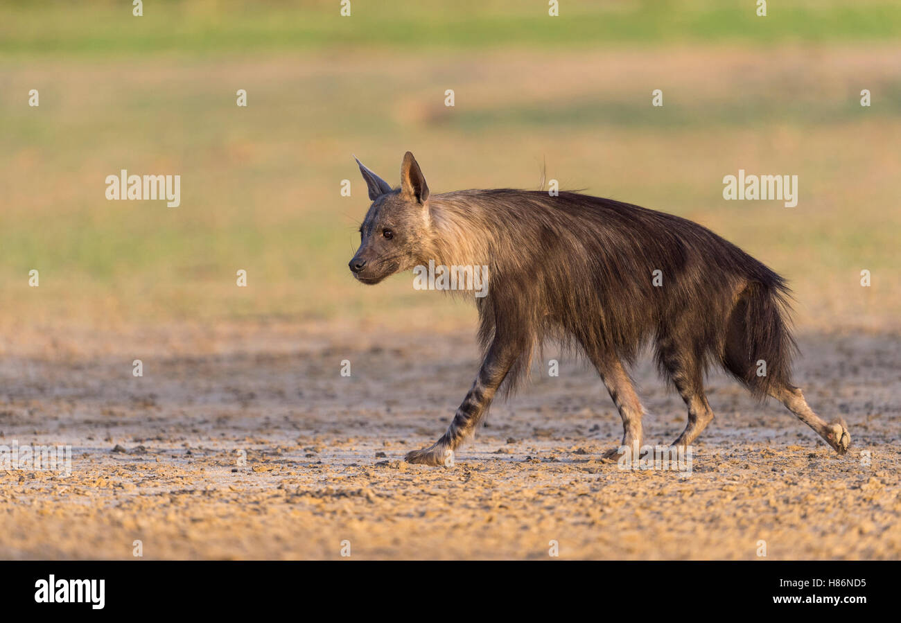 Brown Hyena (Hyaena brunnea) walking across dry riverbed, Kgalagadi ...