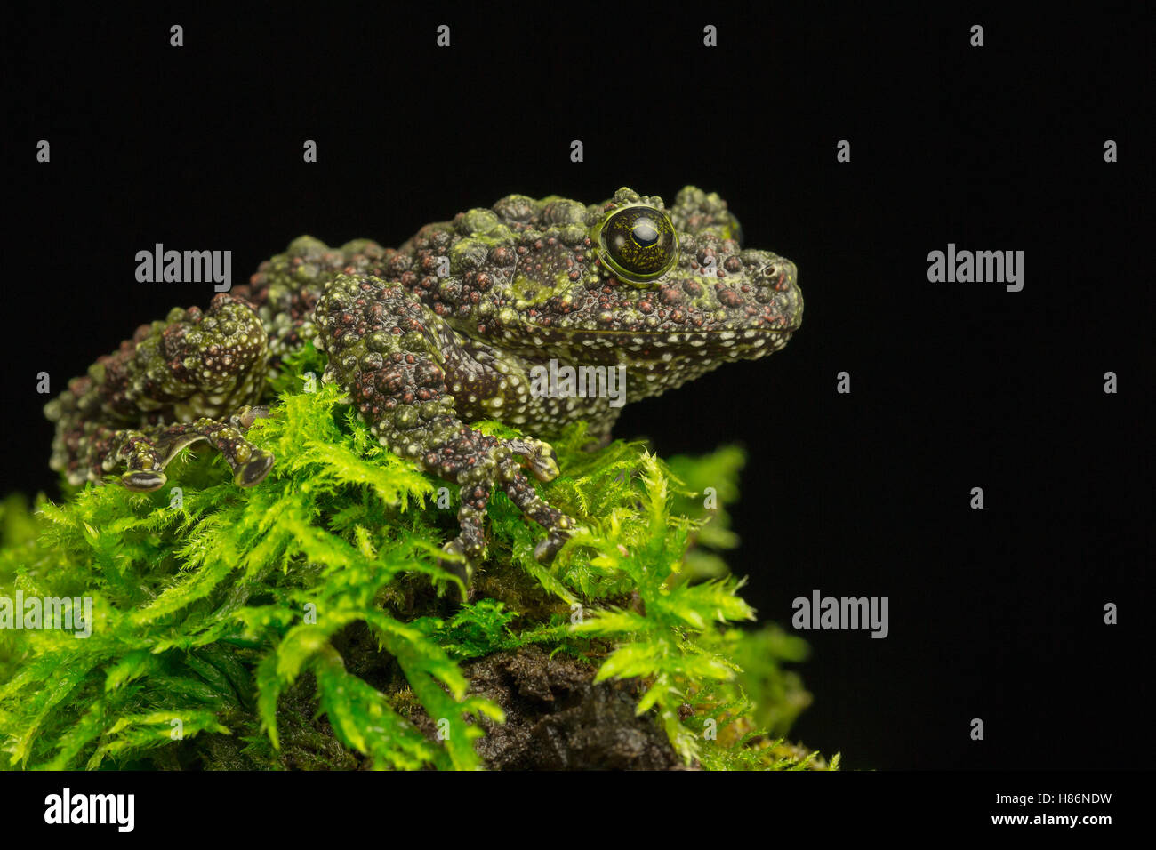 Moss Frog (Theloderma corticale), native to Asia Stock Photo - Alamy