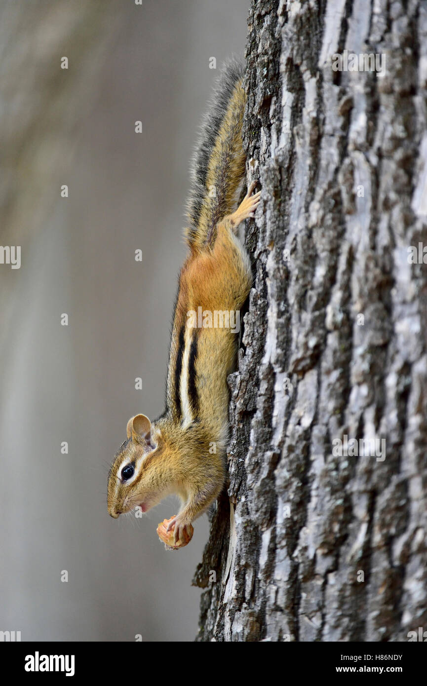 Eastern Chipmunk (Tamias striatus) feeding, Maine Stock Photo - Alamy