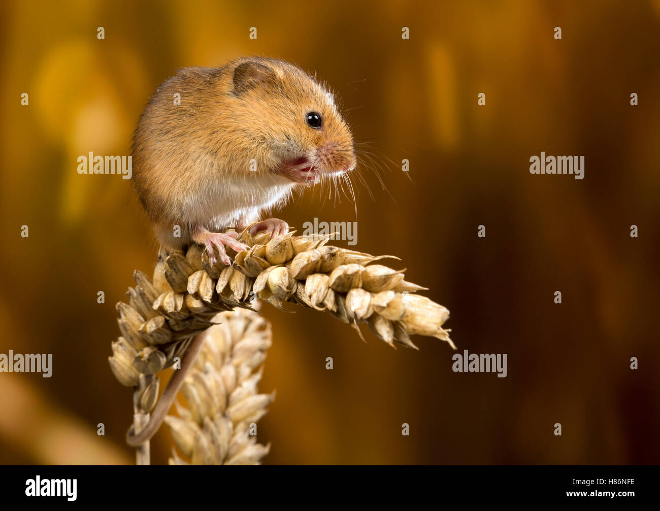 Harvest Mouse (Micromys minutus)on wheat ear, Suffolk, England Stock ...