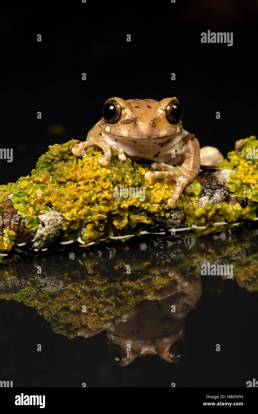 Peacock Tree Frog (Leptopelis vermiculatus), native to Africa Stock ...