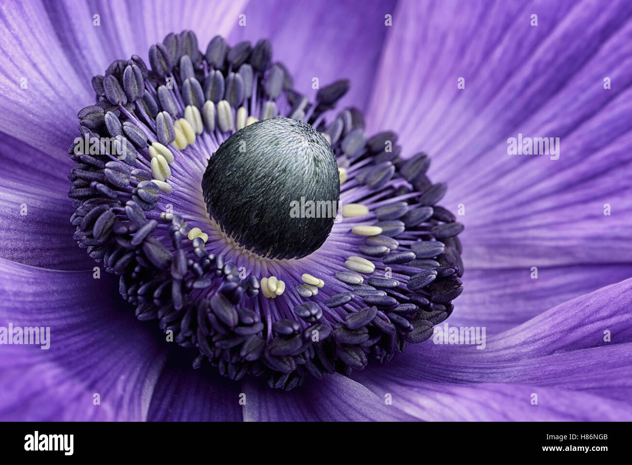 Poppy Anemone (Anemone coronaria) stamen, Lincolnshire, England Stock ...