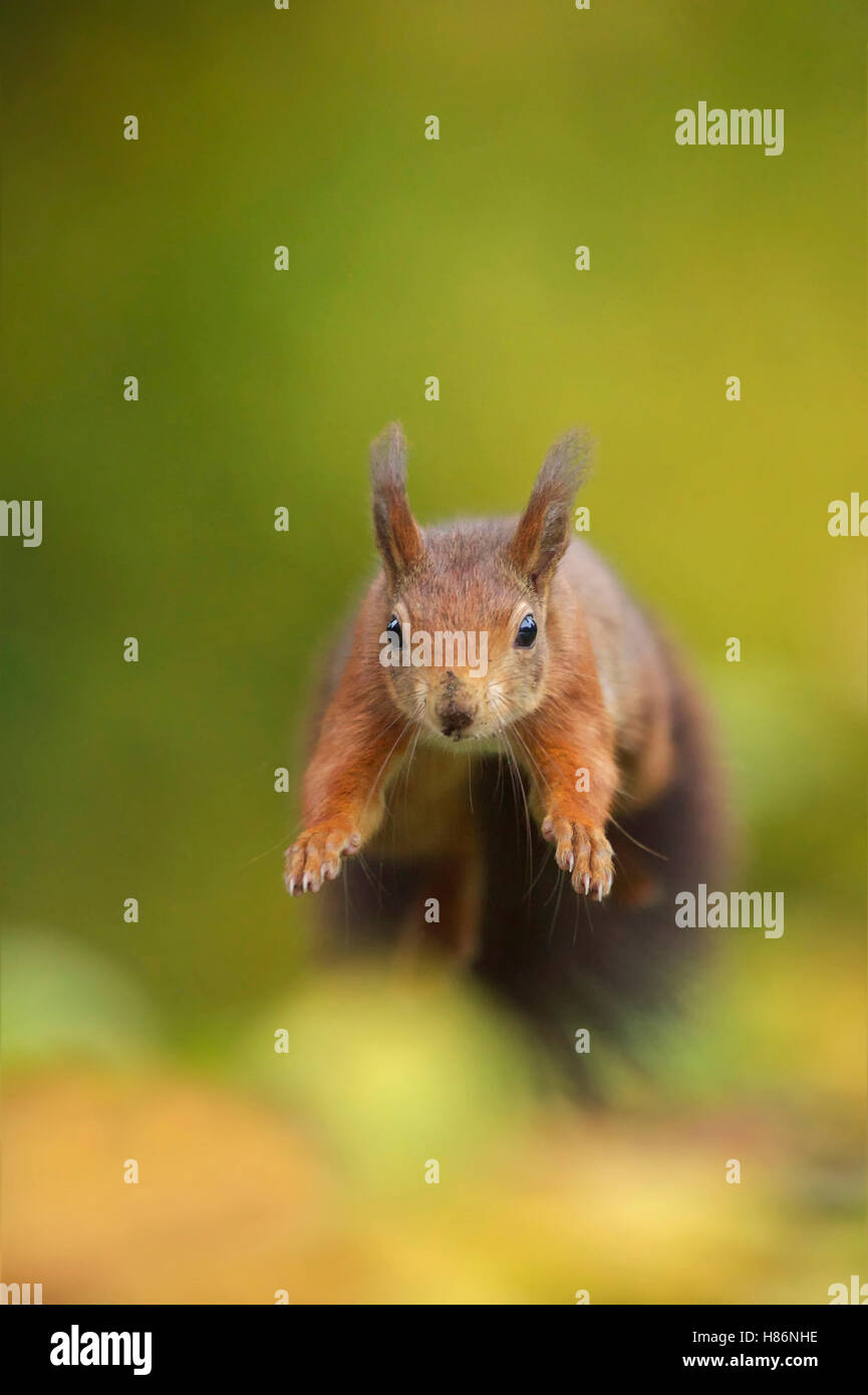 Eurasian Red Squirrel (Sciurus vulgaris) jumping, Gelderland ...