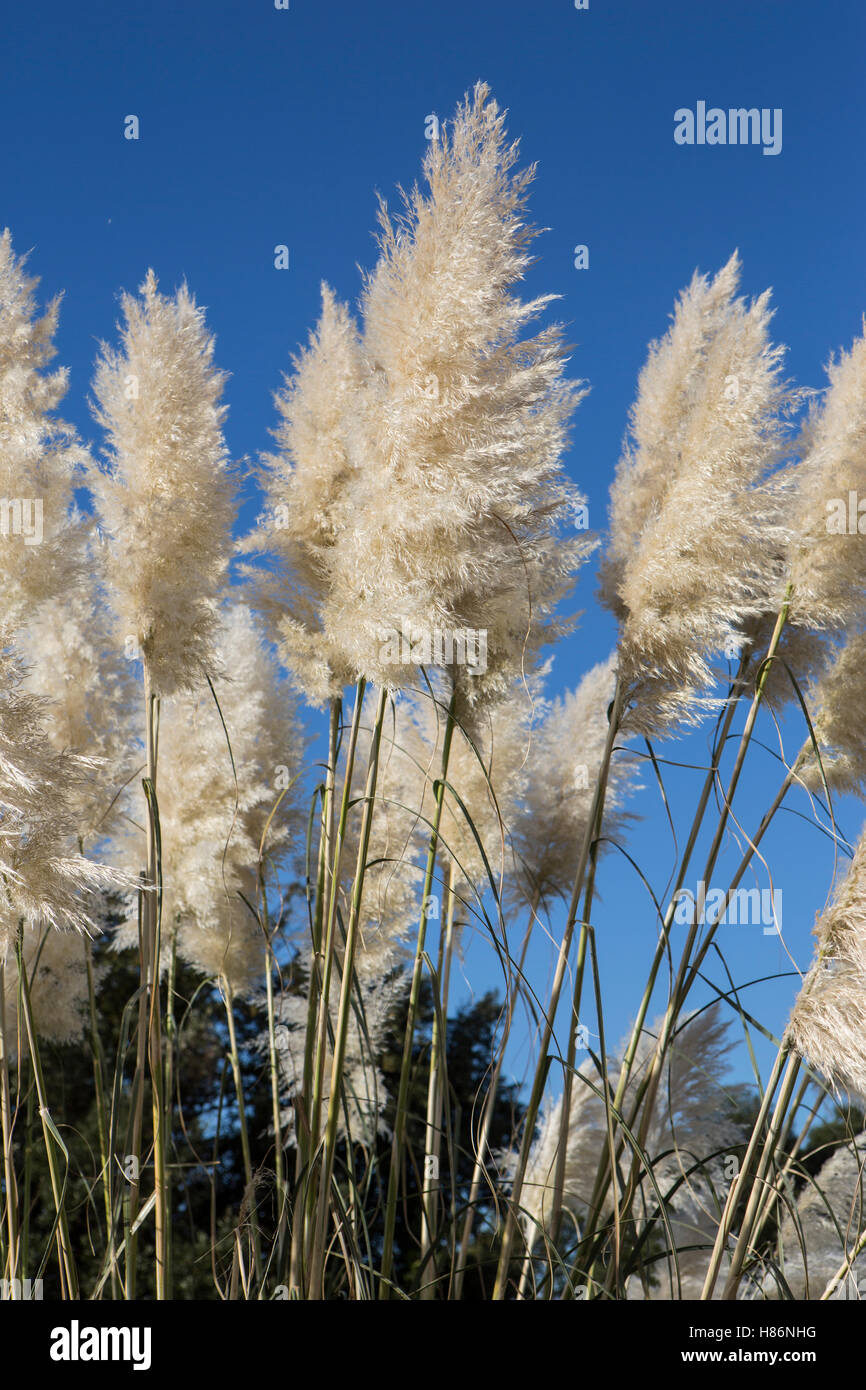 Pampas Grass, Cortaderia selloana Stock Photo - Alamy