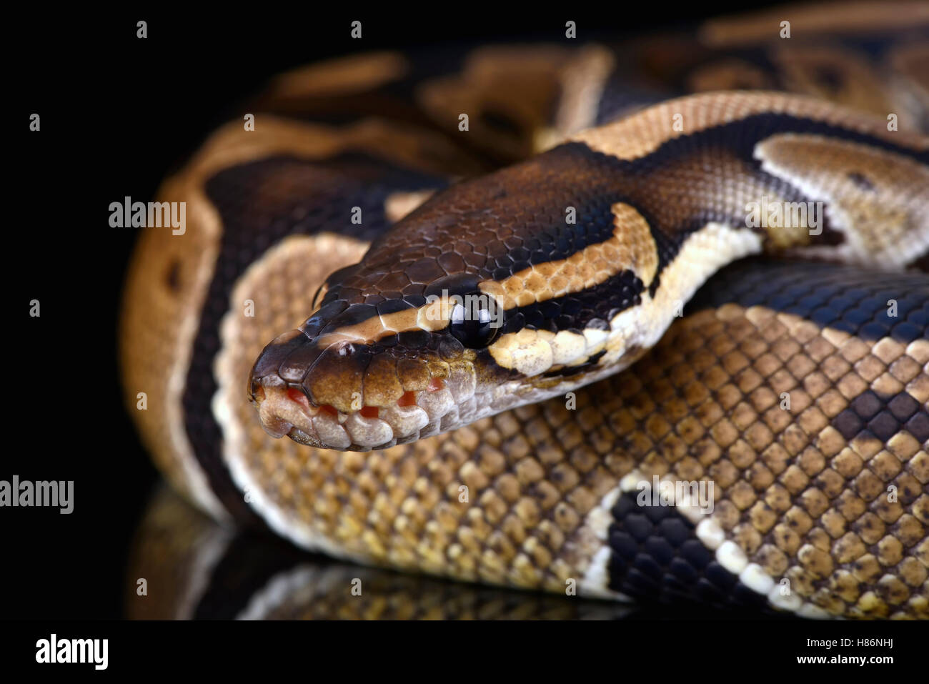 Ball Python (Python regius), Lincolnshire, England Stock Photo - Alamy