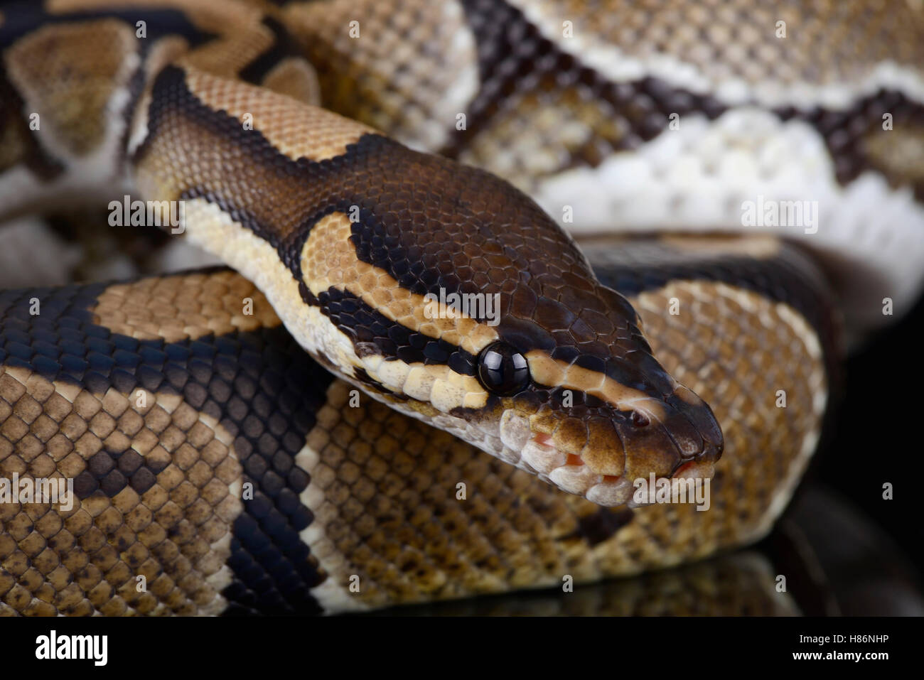 Ball Python (Python regius), Lincolnshire, England Stock Photo - Alamy