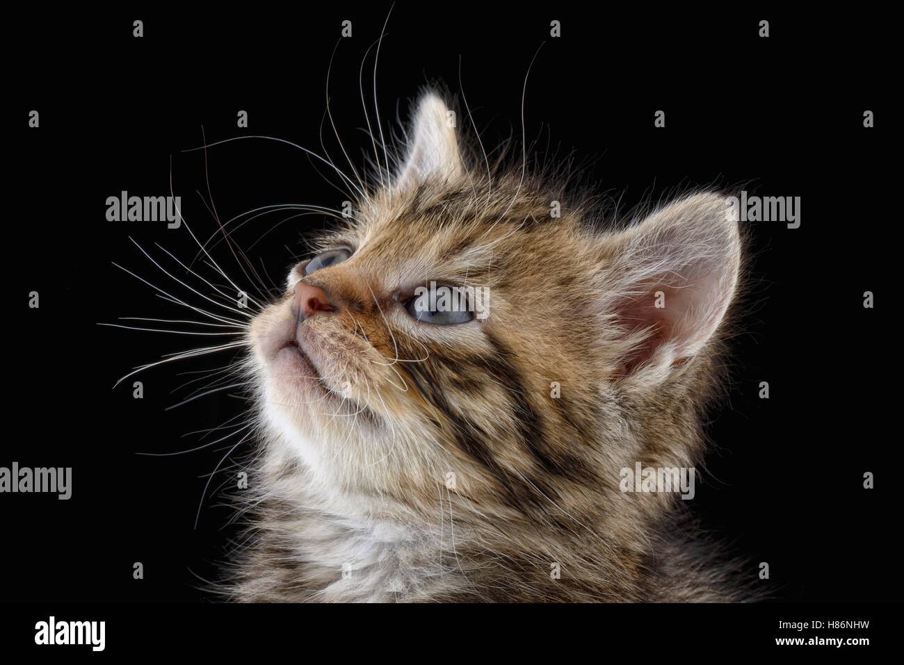Domestic Cat (Felis catus) kitten, England Stock Photo - Alamy