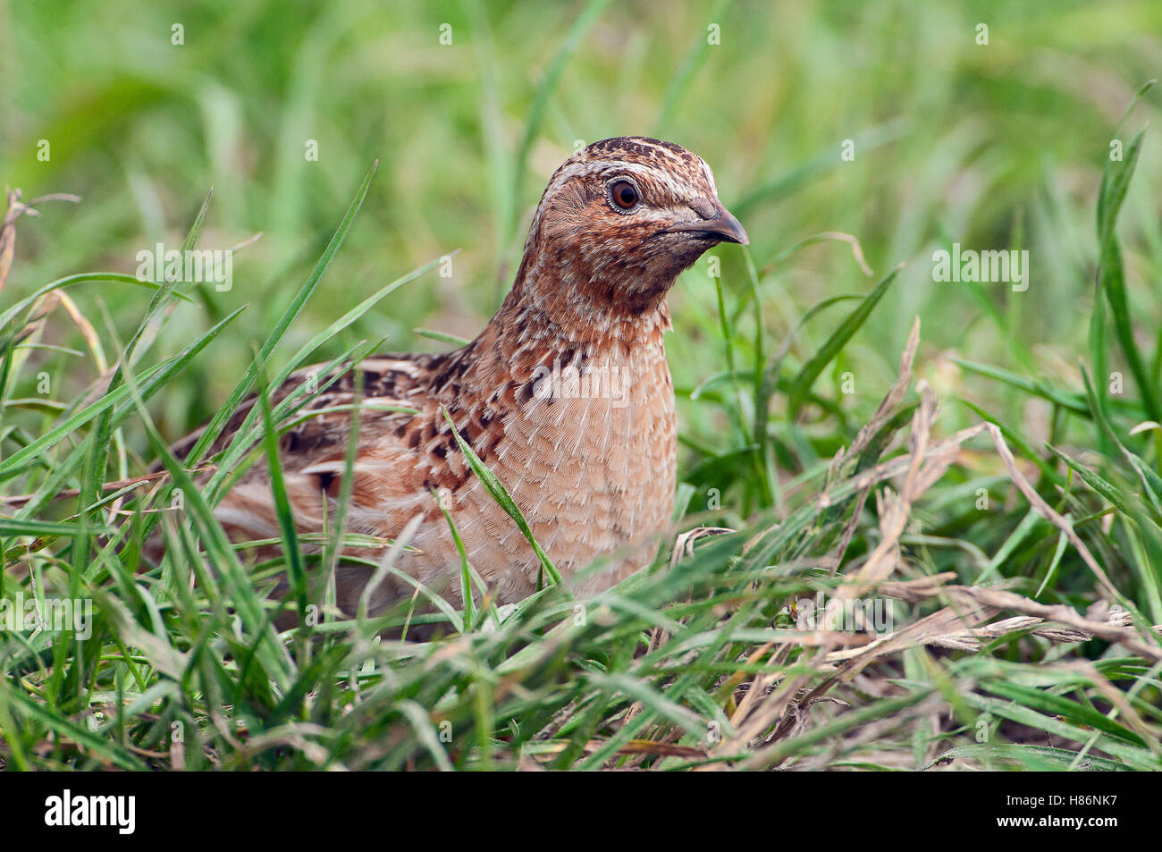 Common Quail (Coturnix coturnix), Friesland, Netherlands Stock Photo ...