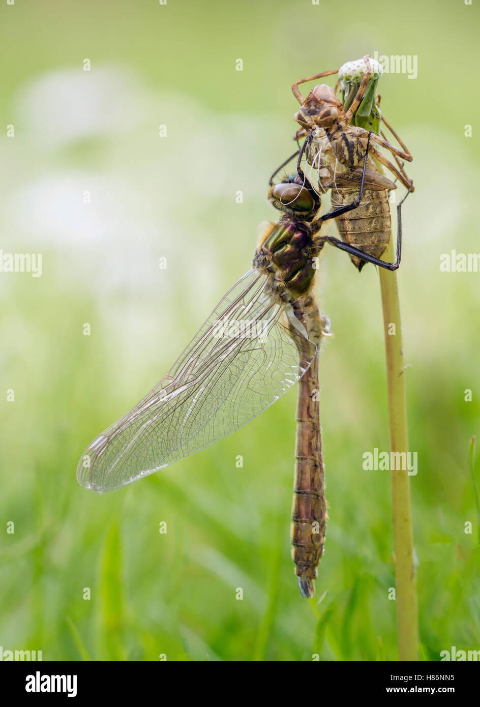 Downy Emerald (Cordulia aenea) freshly emerged from exuvium, Zeeland ...